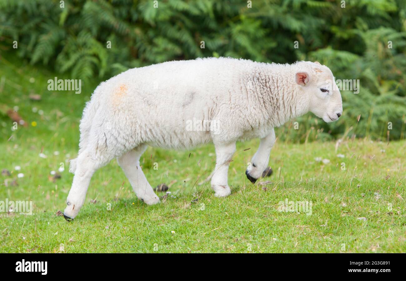 Little cute lamb walking Stock Photo - Alamy