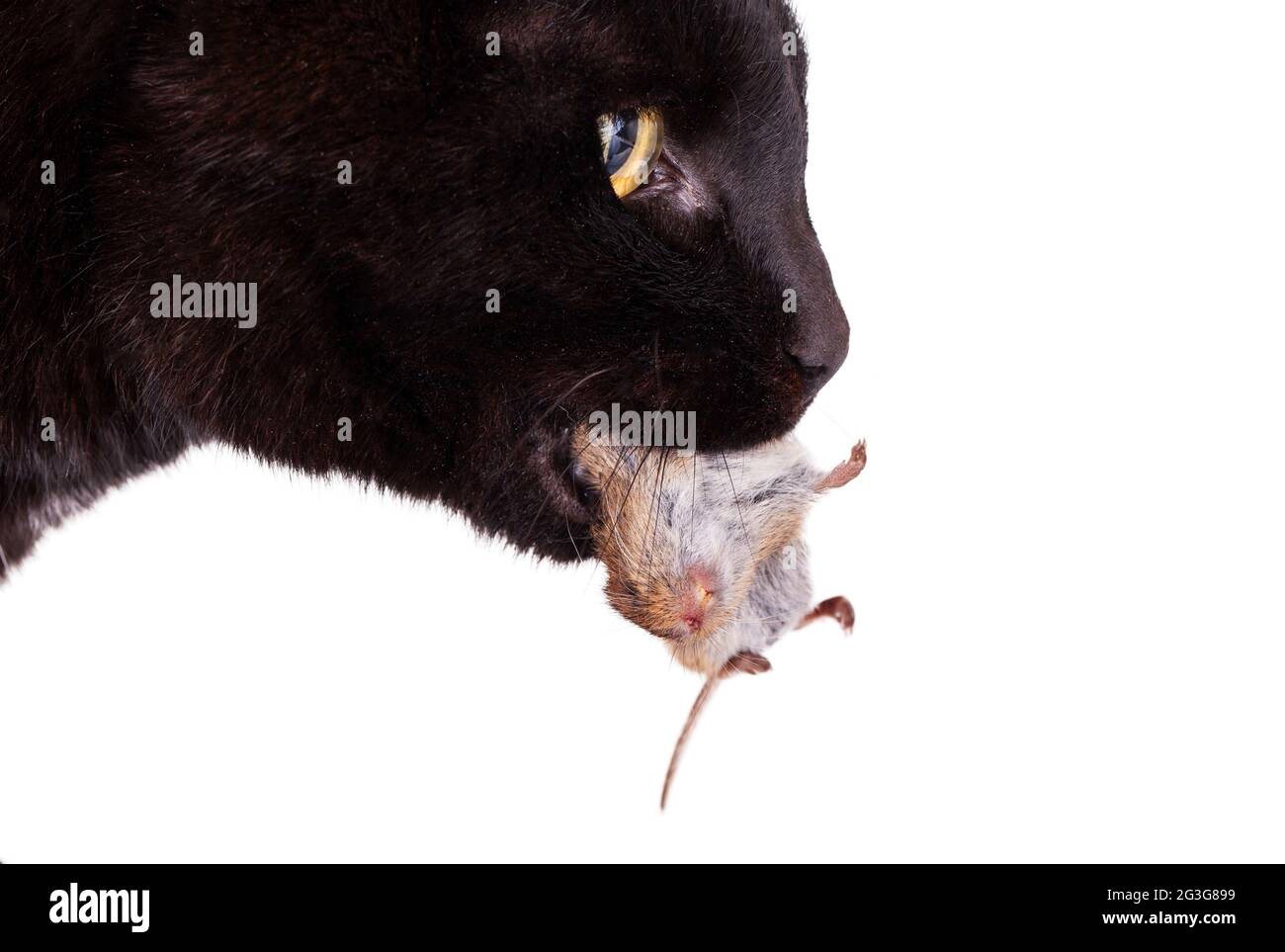 Cat dead mouse mouth hi-res stock photography and images - Alamy