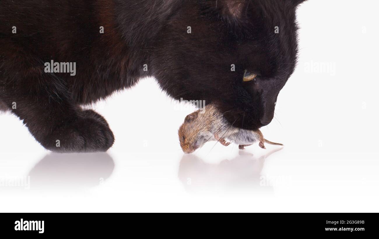 Cat dead mouse mouth hi-res stock photography and images - Alamy