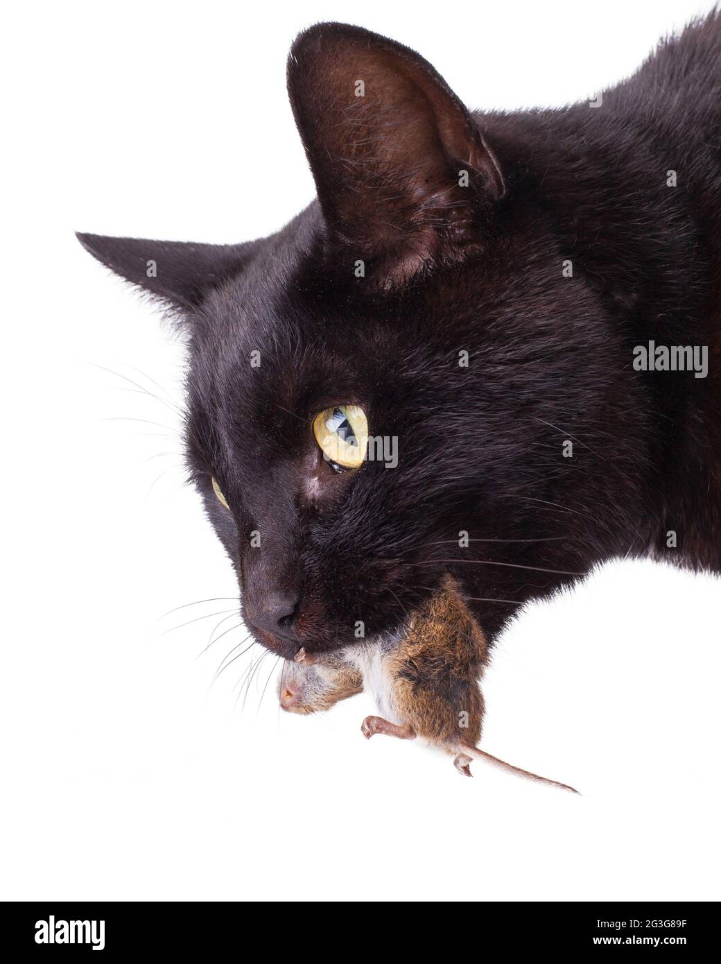 Cat bite wound hi-res stock photography and images - Alamy