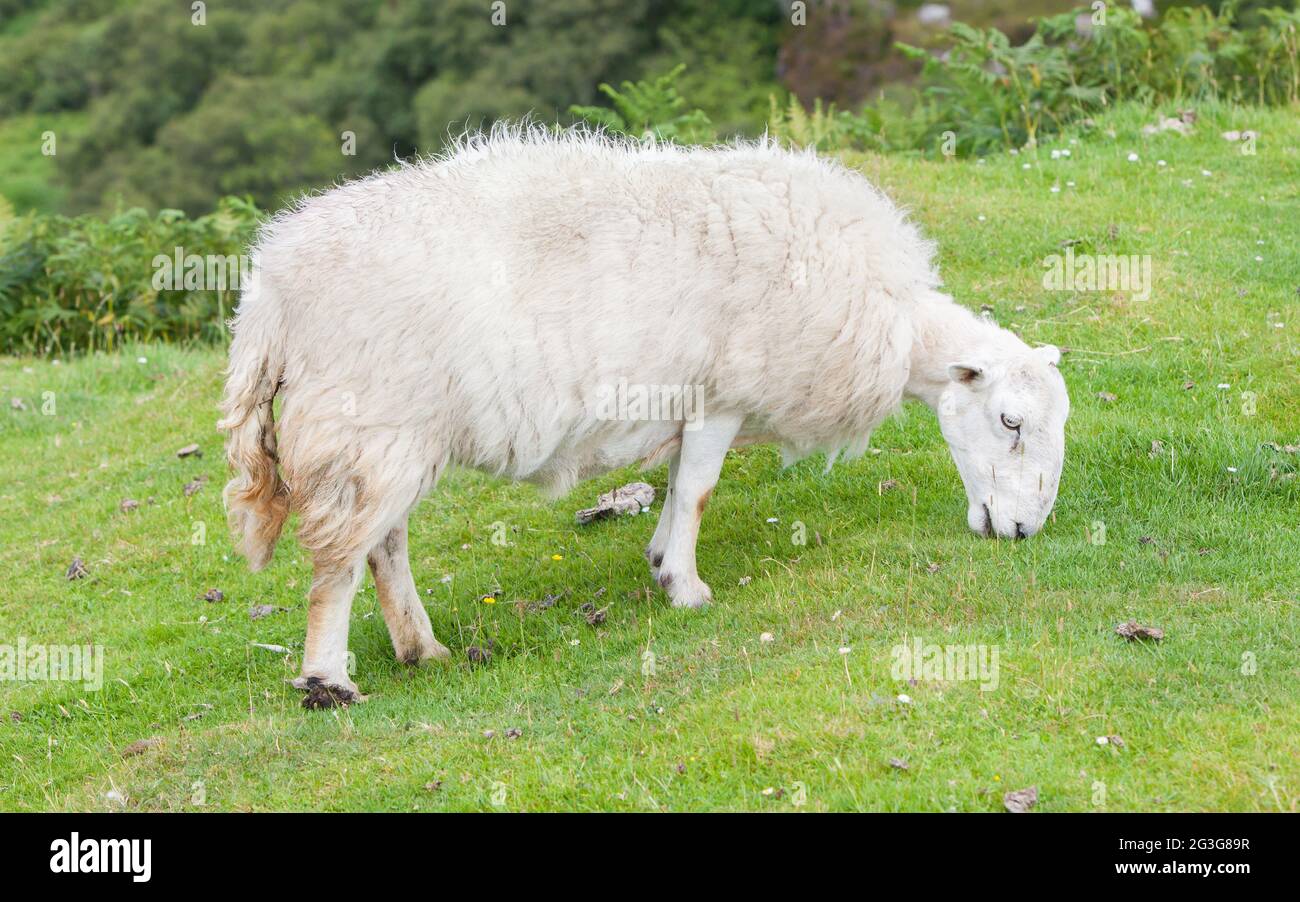 White woolly sheep Stock Photo - Alamy