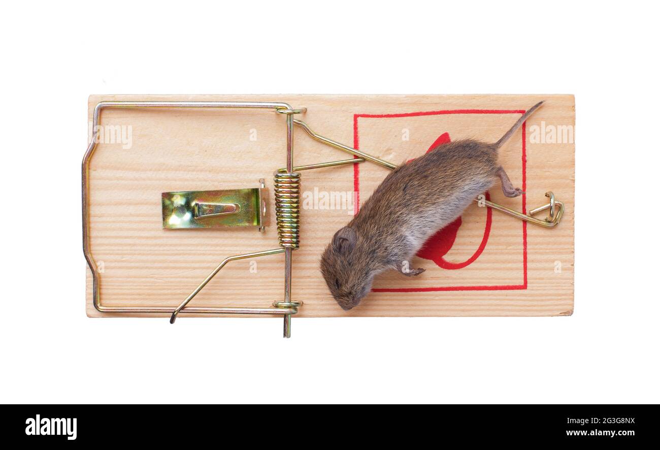 Mouse in a mousetrap Stock Photo - Alamy
