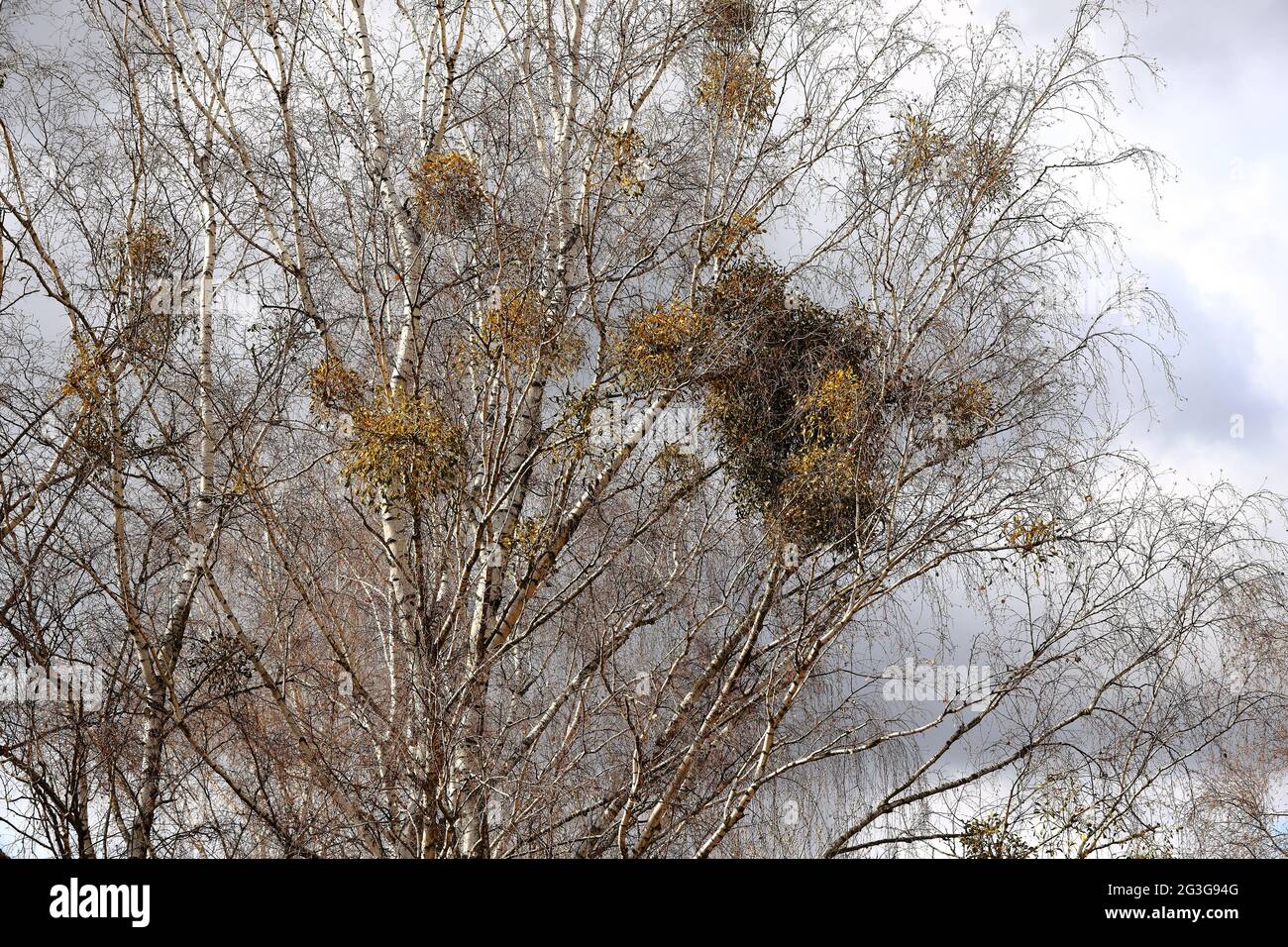 Parasitizing hi-res stock photography and images - Alamy