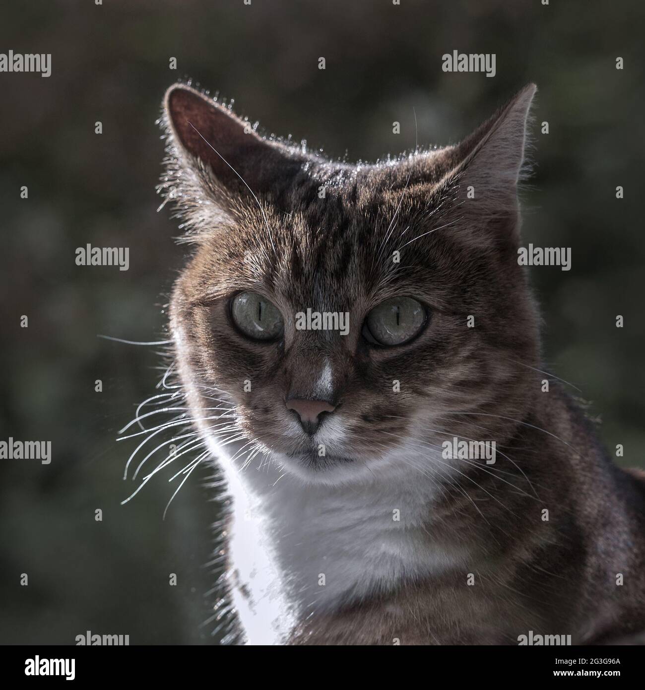 Neighbour hi-res stock photography and images - Alamy