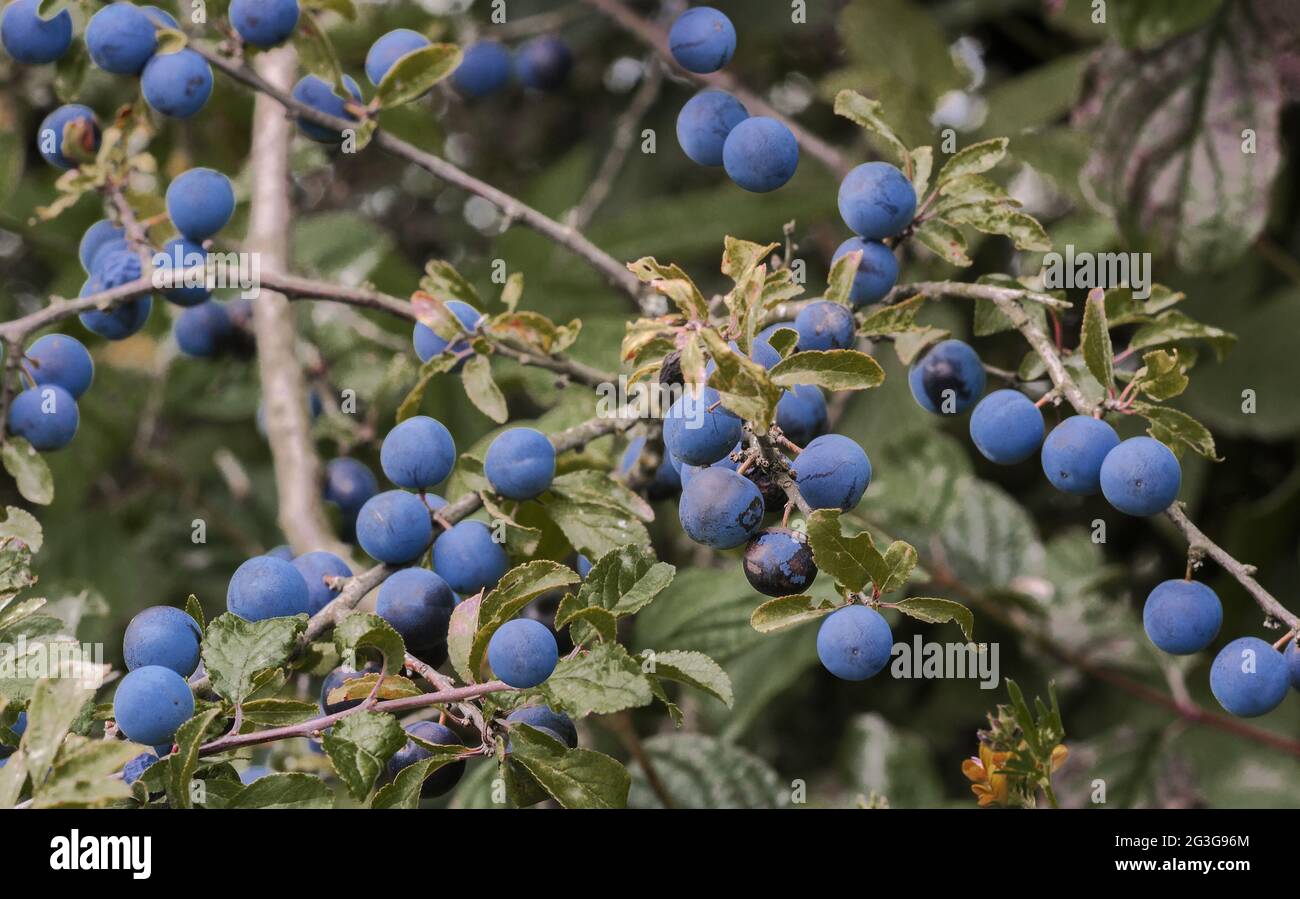 Wilde beeren hi-res stock photography and images - Alamy