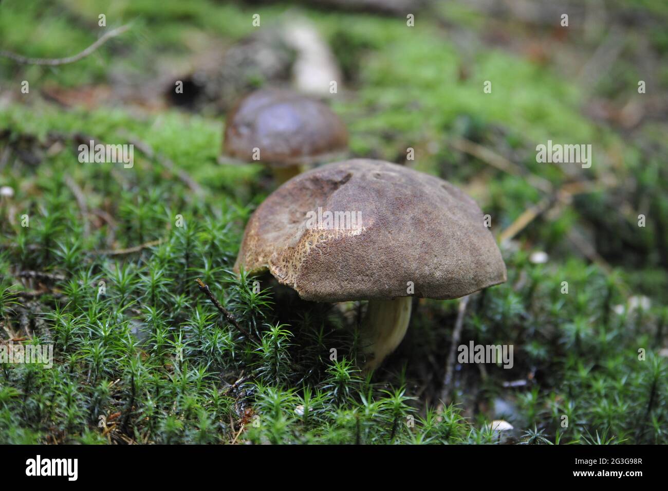 Porcini mushroom (boletus edulis) - porcini mushroom in the forest ...