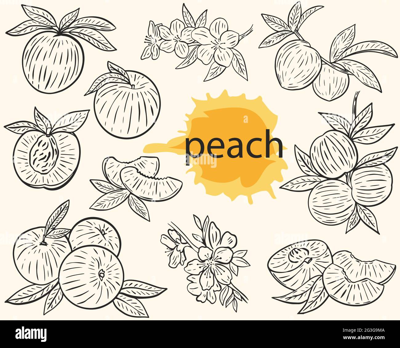 Vector outline peach. A sketch set of whole fruits, halves, on a branch ...