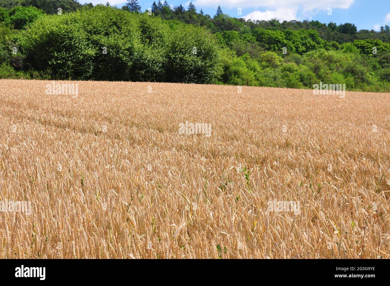 Fully ripe field of wheat with green corridor Stock Photo - Alamy
