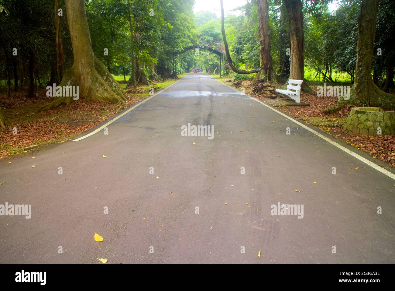 Pathways Inside Bogor Botanical Garden, Indonesia Stock Photo - Alamy