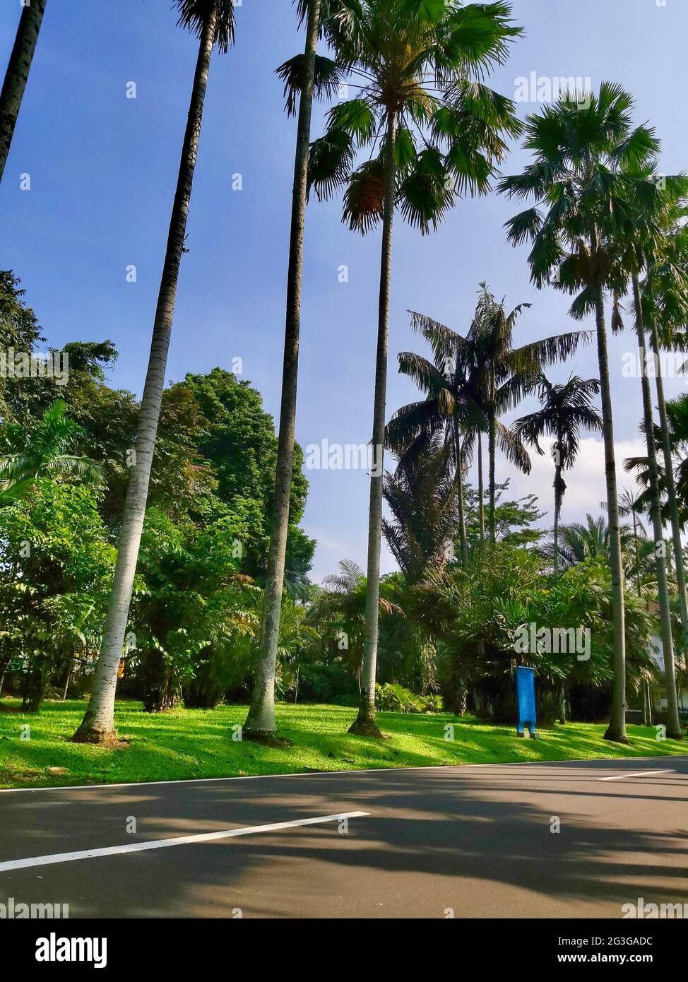Straight road with palm trees hi-res stock photography and images - Alamy