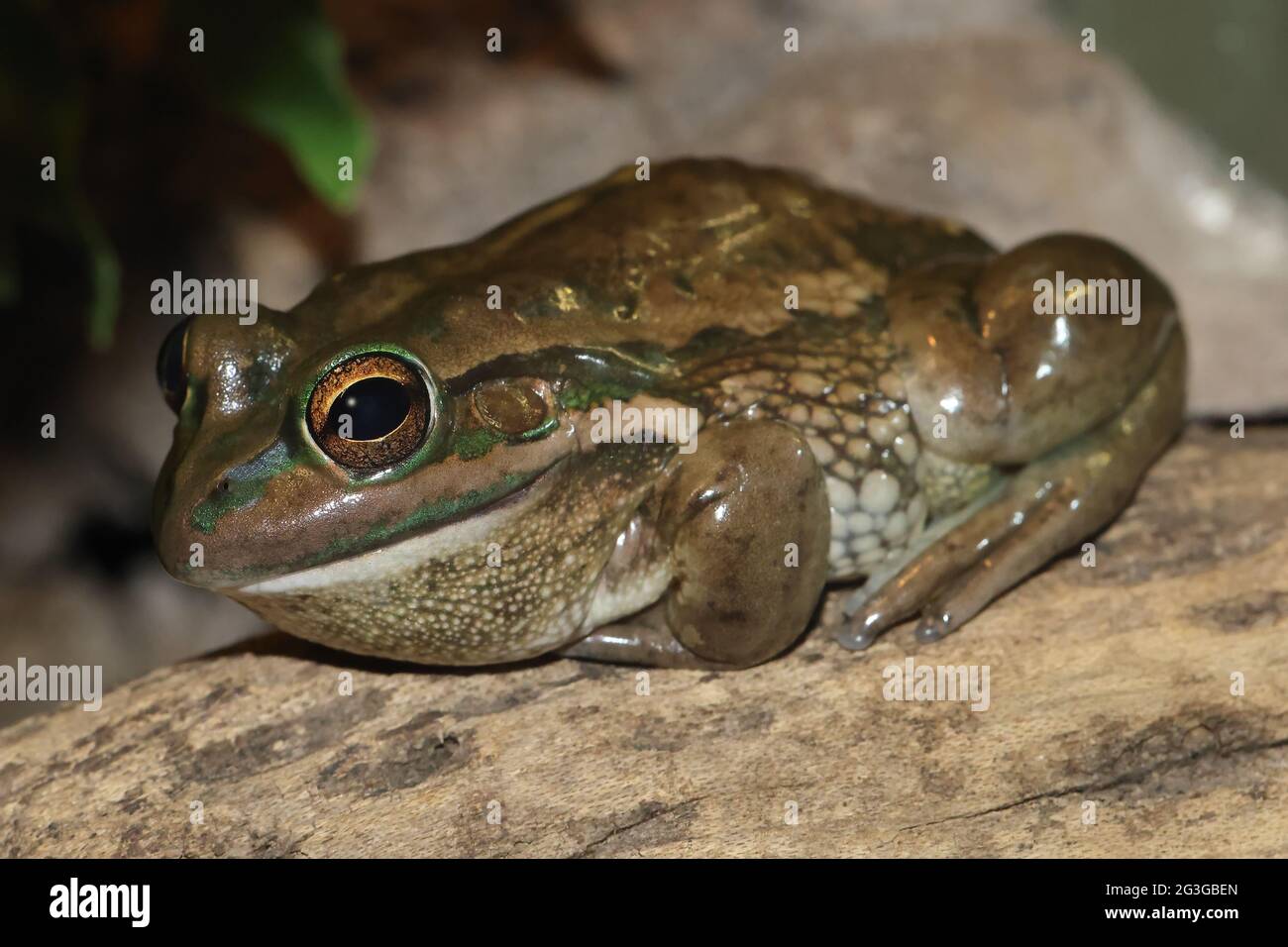 Yellow spotted bell frog hi-res stock photography and images - Alamy
