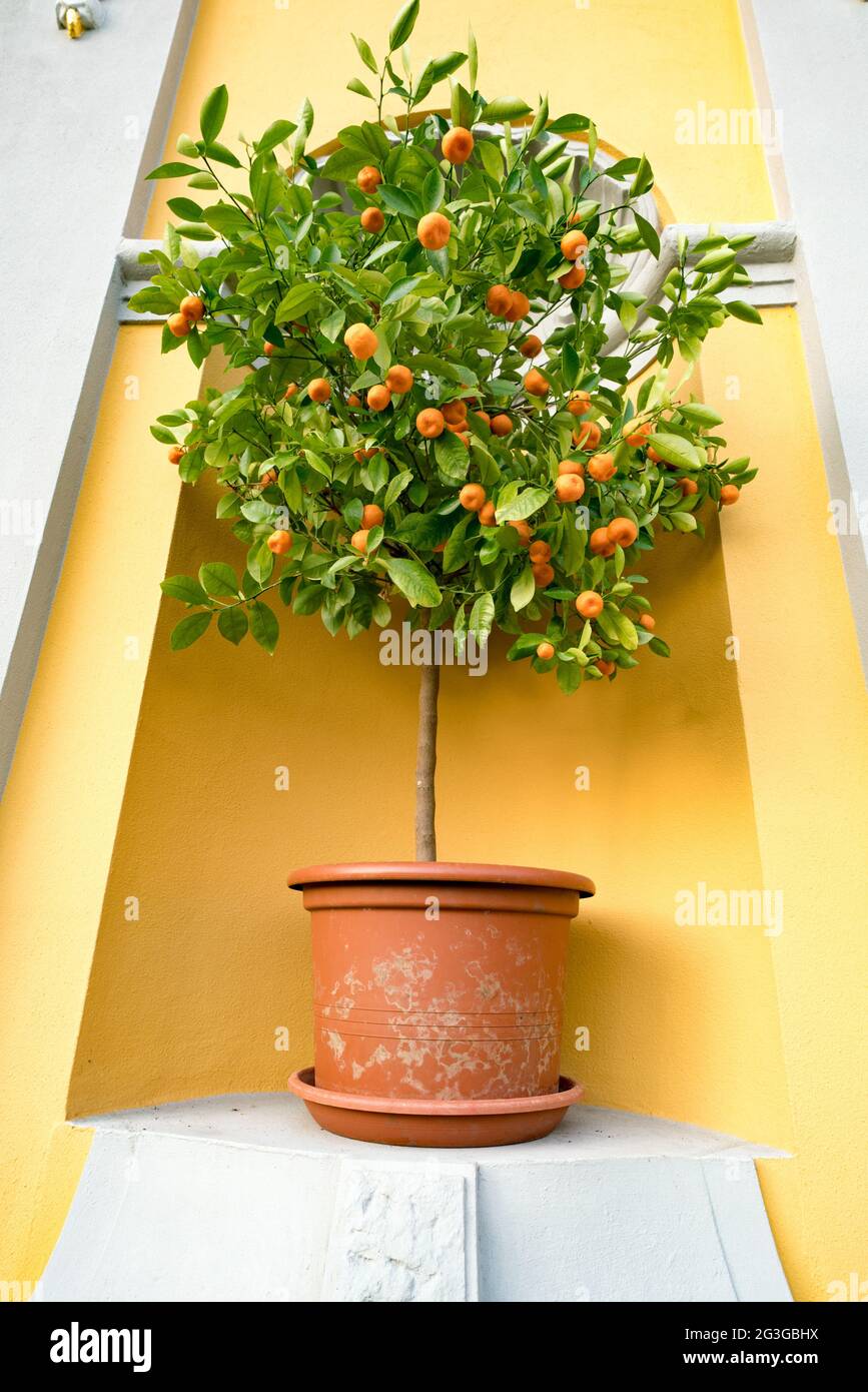 Decorative lemon tree in a wall niche Stock Photo - Alamy