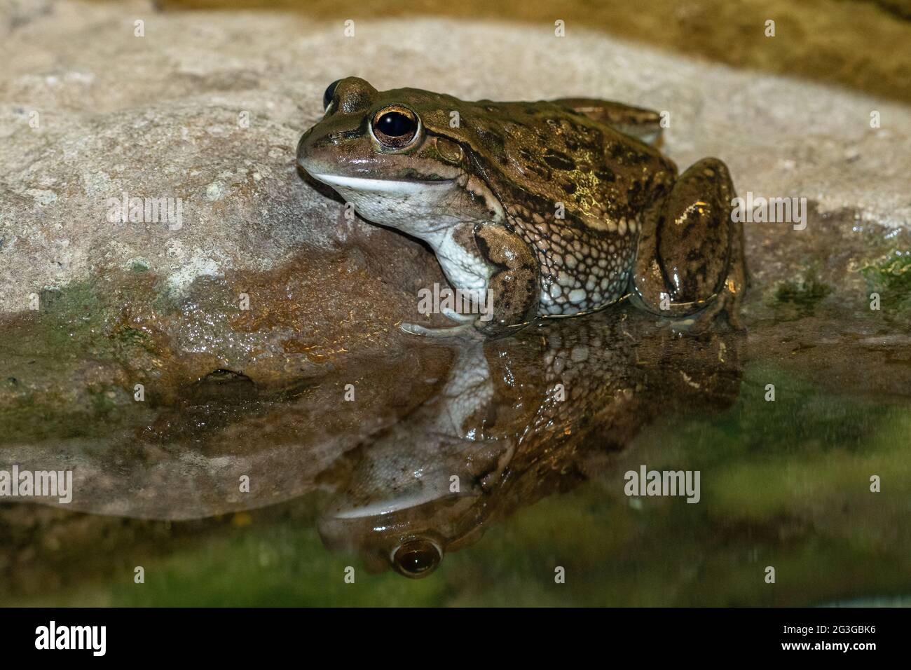 Litoria castanea hi-res stock photography and images - Alamy