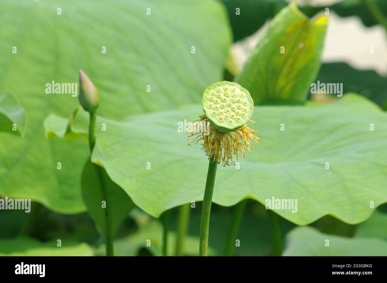 Lotus seed pod hi-res stock photography and images - Alamy