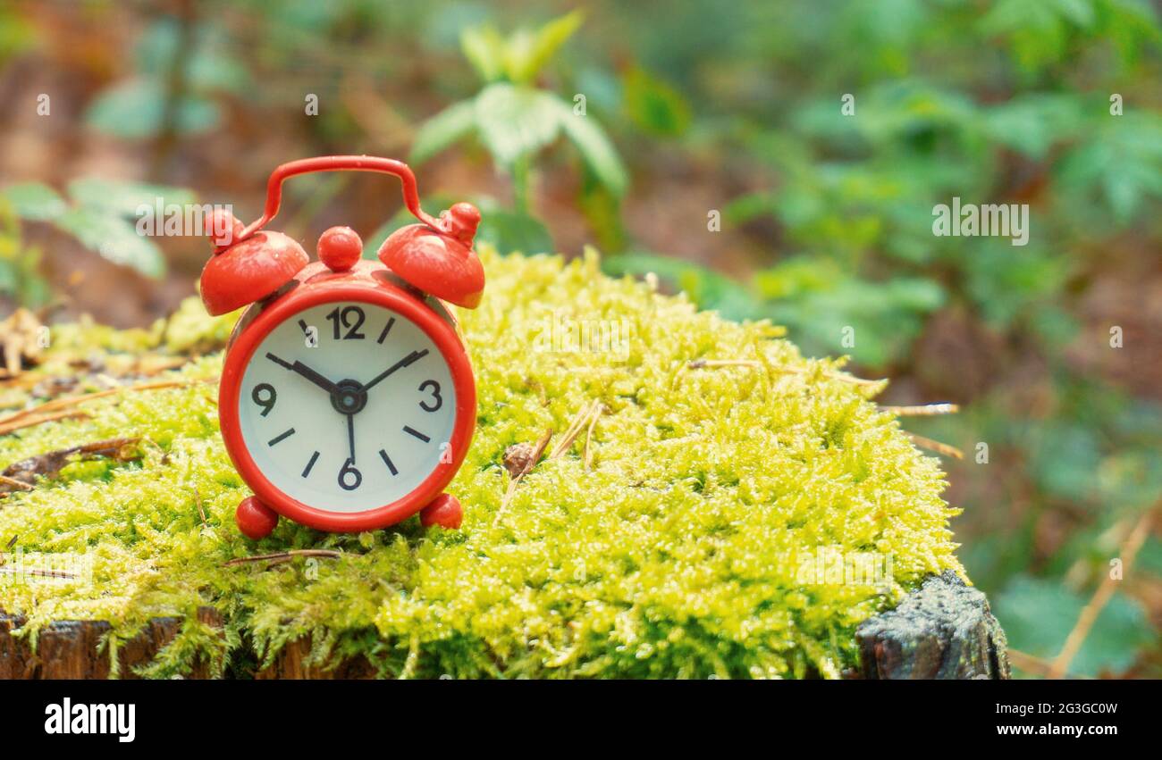 Small red alarm clock on a forest stump. Alarm clock in the forest on ...