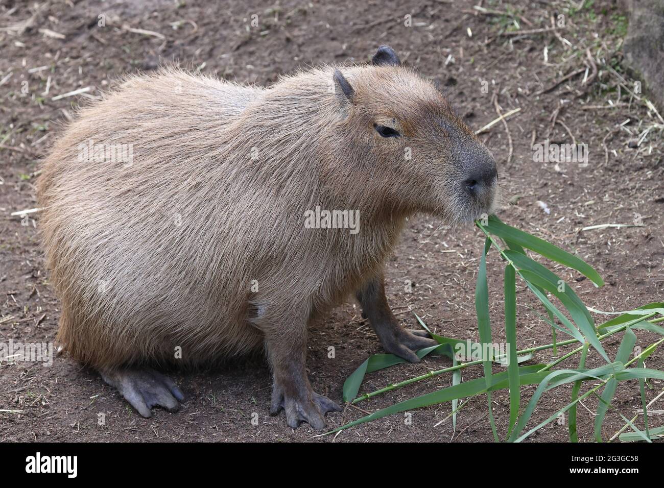 Capybara feeding hi-res stock photography and images - Alamy