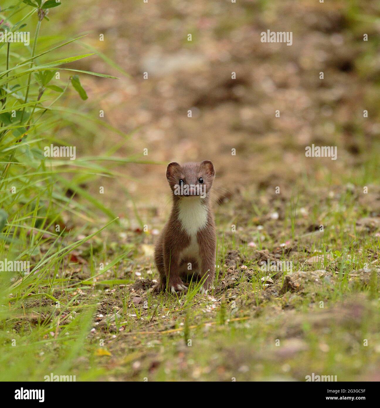 Stoat ireland hi-res stock photography and images - Alamy