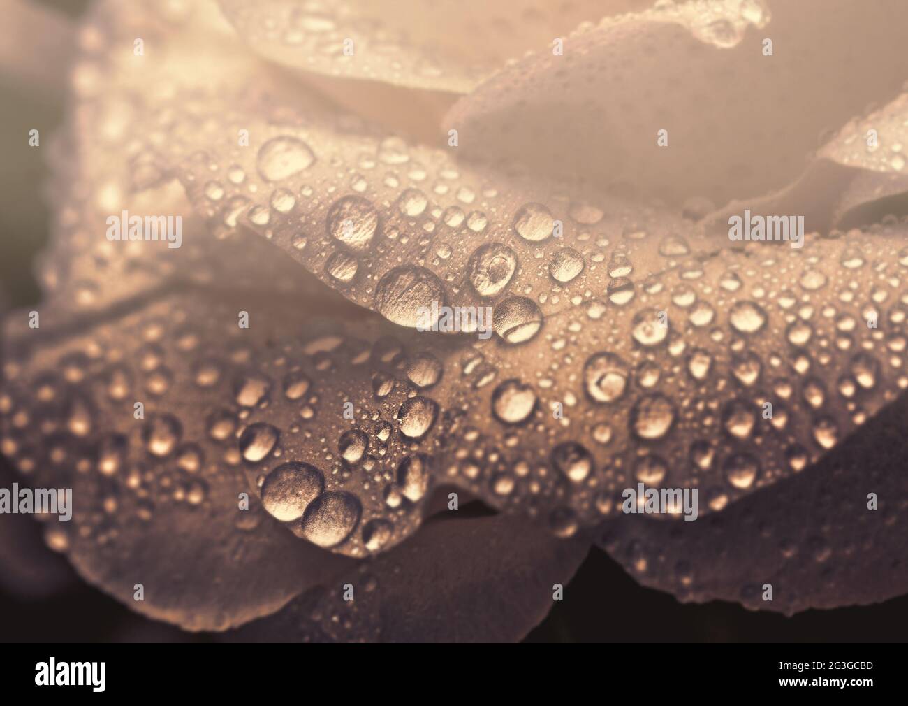 Petals on water art hi-res stock photography and images - Alamy