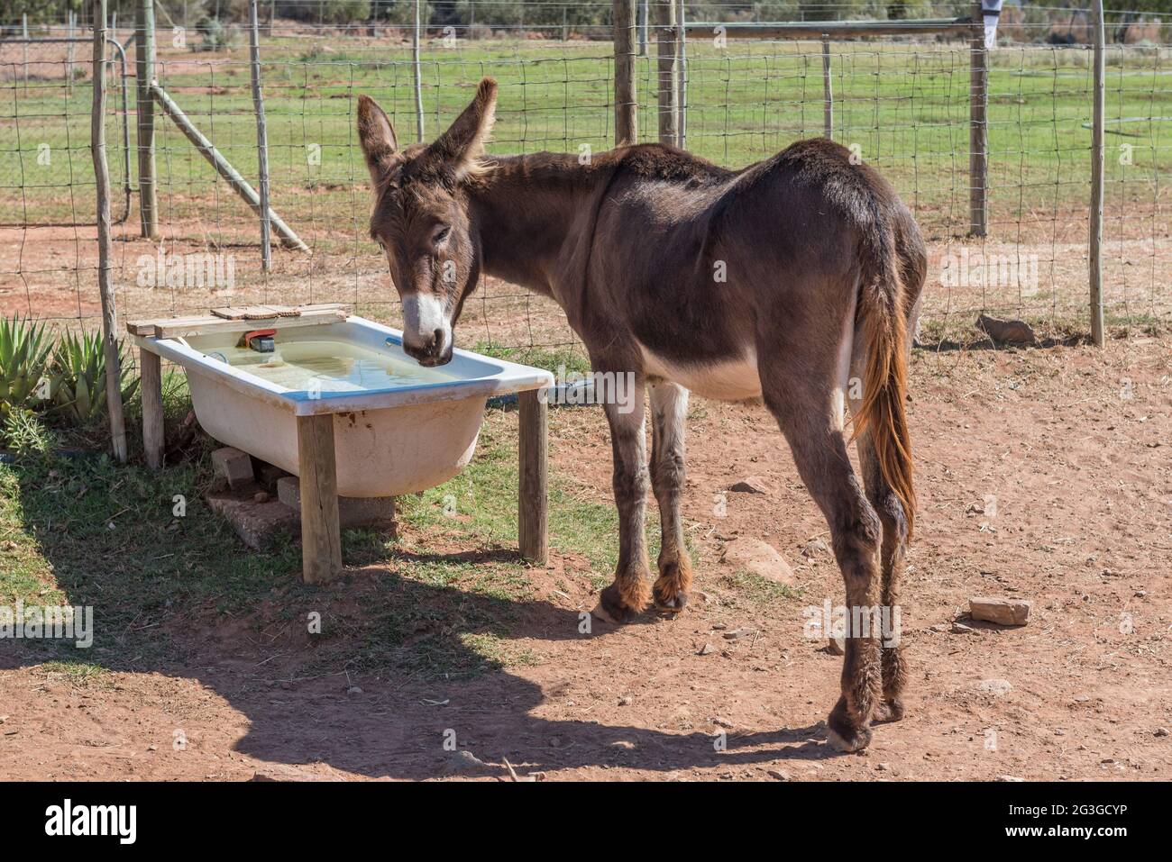 A donkey standing at a bathtub, used as water trough, at a donkey ...