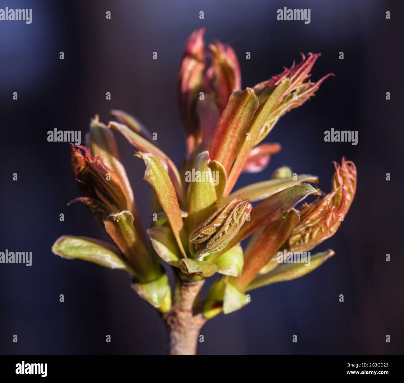 New buds on trees hi-res stock photography and images - Alamy