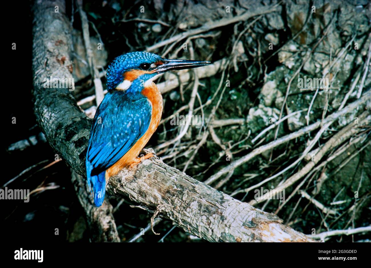 Birds, nesting birds plus bird eggs with chicks in their natural ...