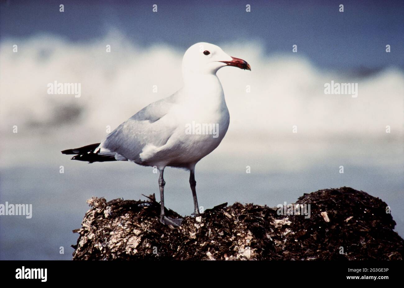 Birds, nesting birds plus bird eggs with chicks in their natural ...