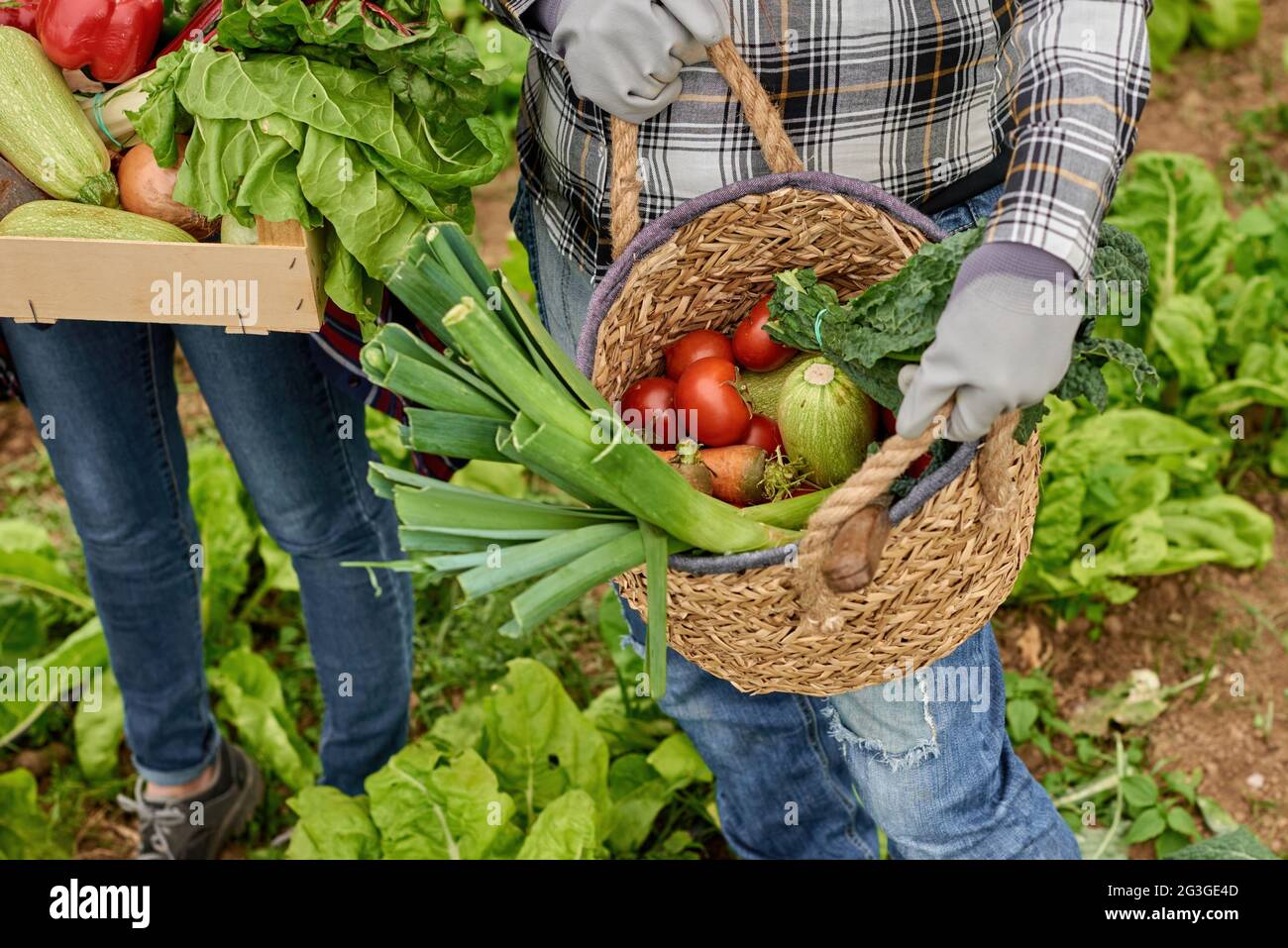 Crop harvesters with fresh vegetables in box and wicker basket Stock ...
