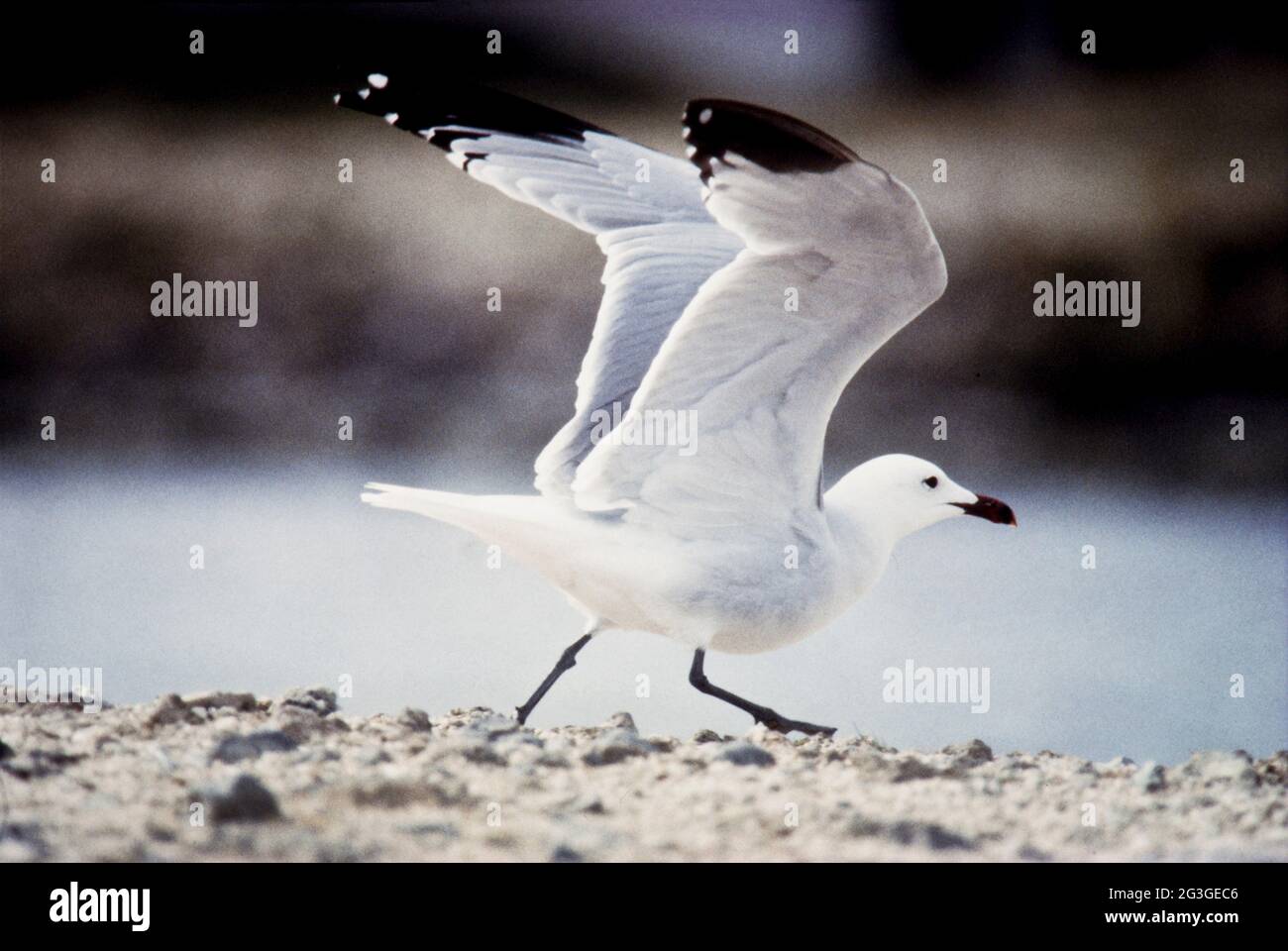 Birds, nesting birds plus bird eggs with chicks in their natural ...