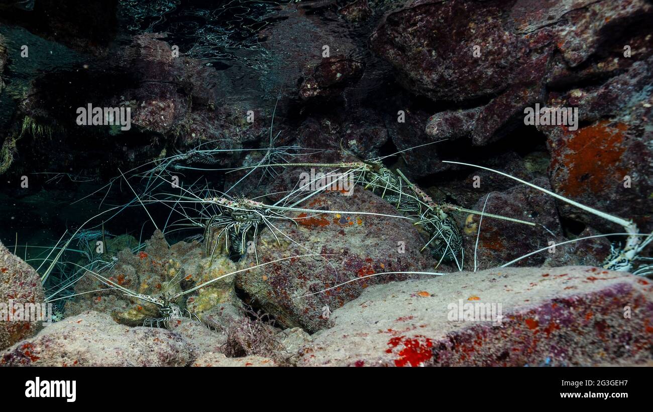 Group of Painted rock lobsters, Panulirus versicolor, in Maldives Stock ...