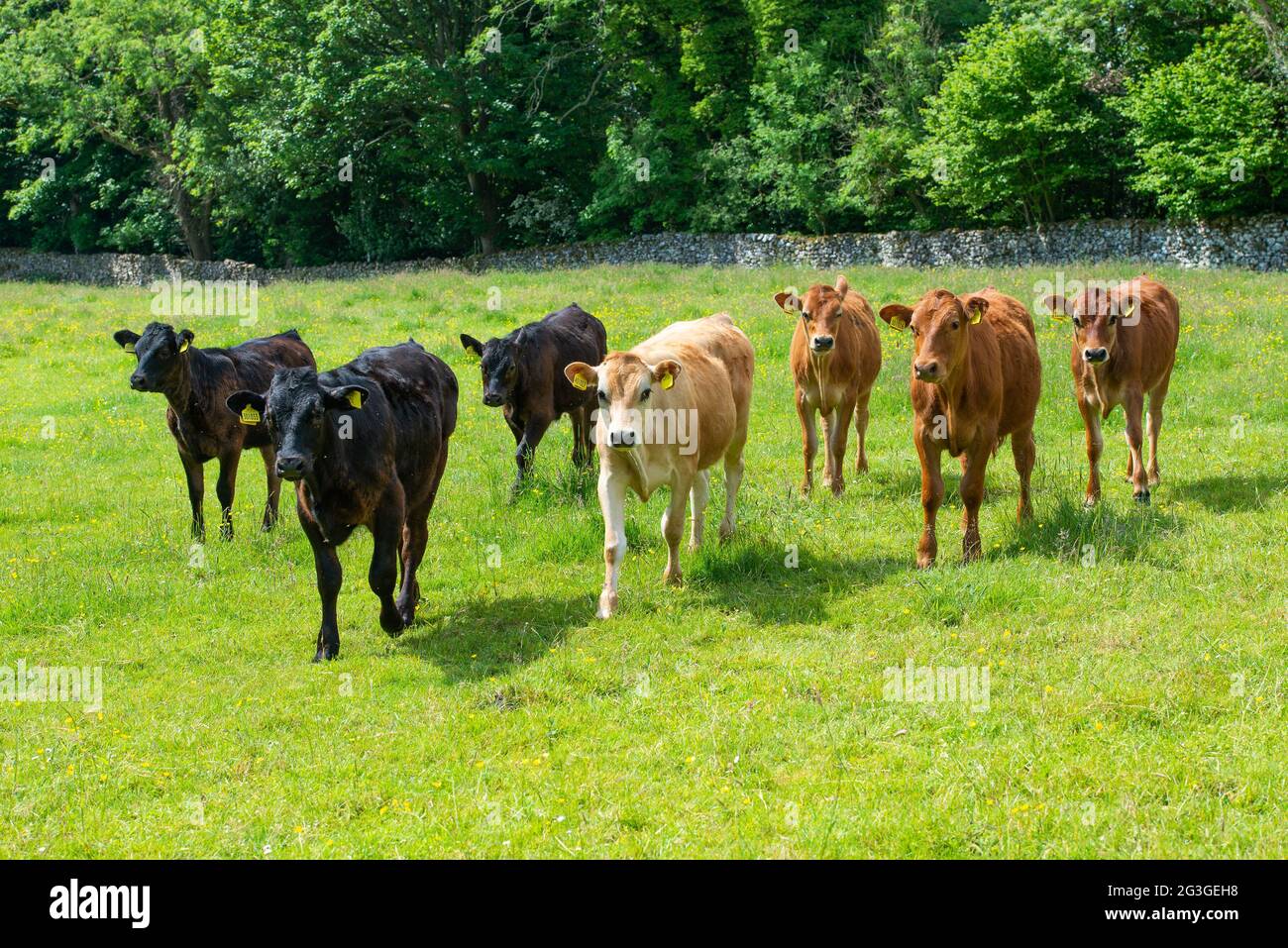 Young beef cattle hi-res stock photography and images - Alamy