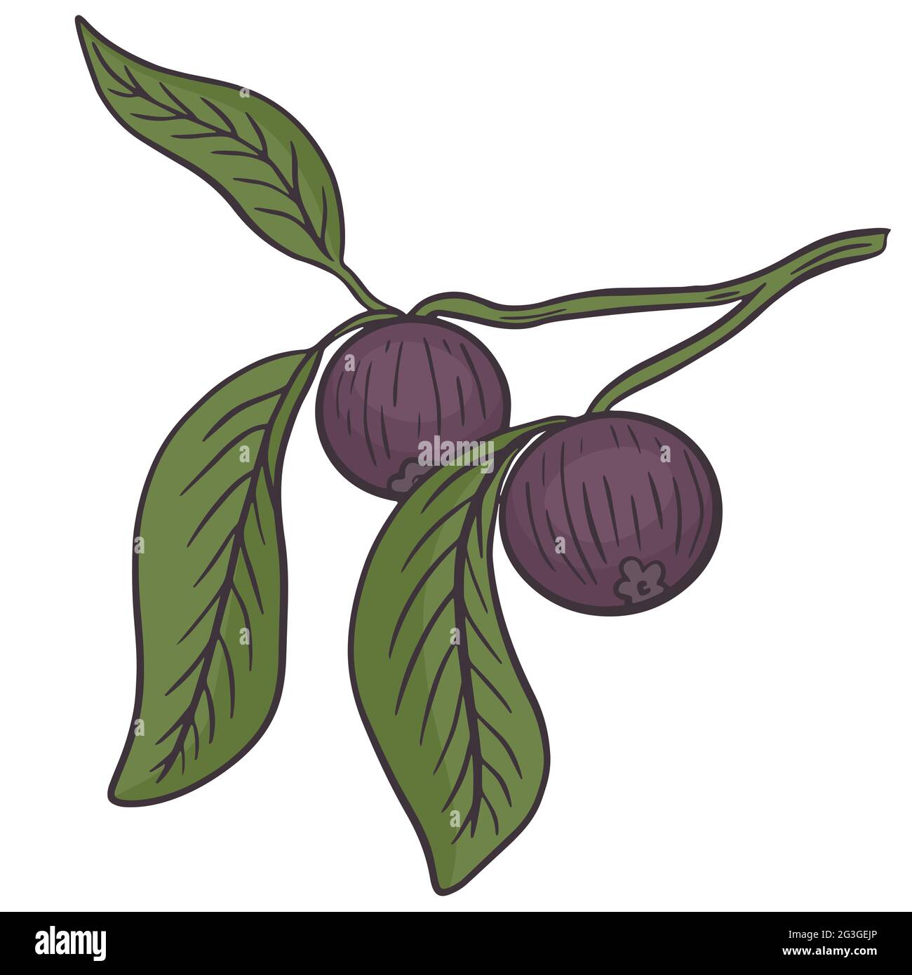Mangosteen Tree Drawing