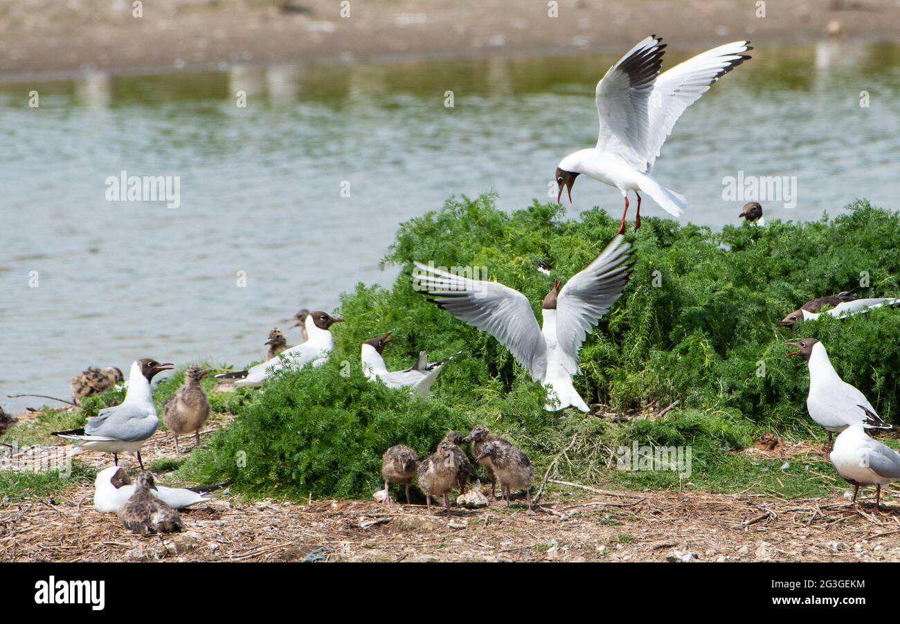 Black-headed gulls fight to protect their nests from the other gulls in ...