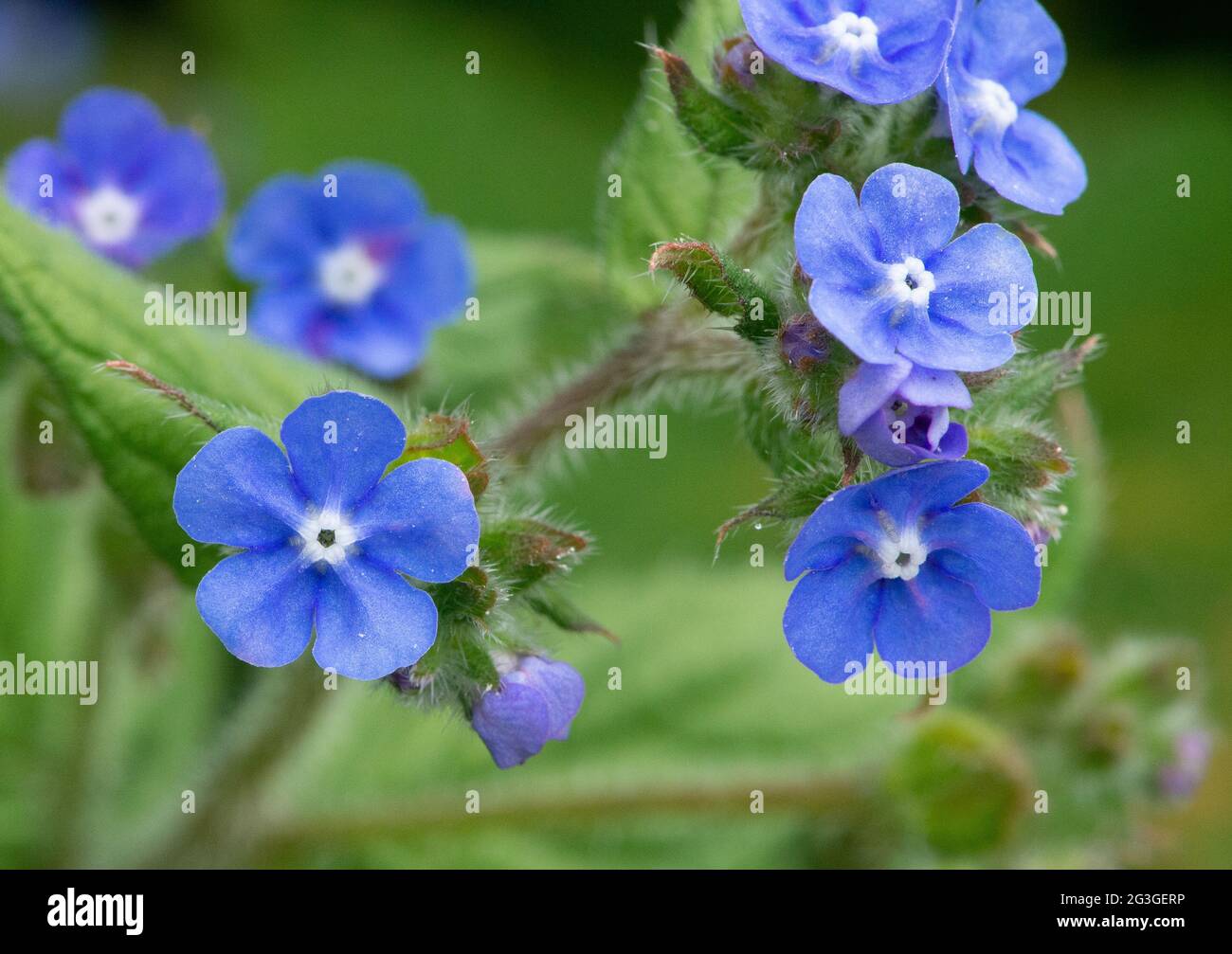 Evergreen bugloss, Arnside, Milnthorpe, Cumbria, UK Stock Photo - Alamy