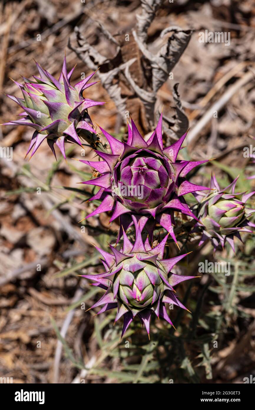 Cynara botanical hi-res stock photography and images - Alamy
