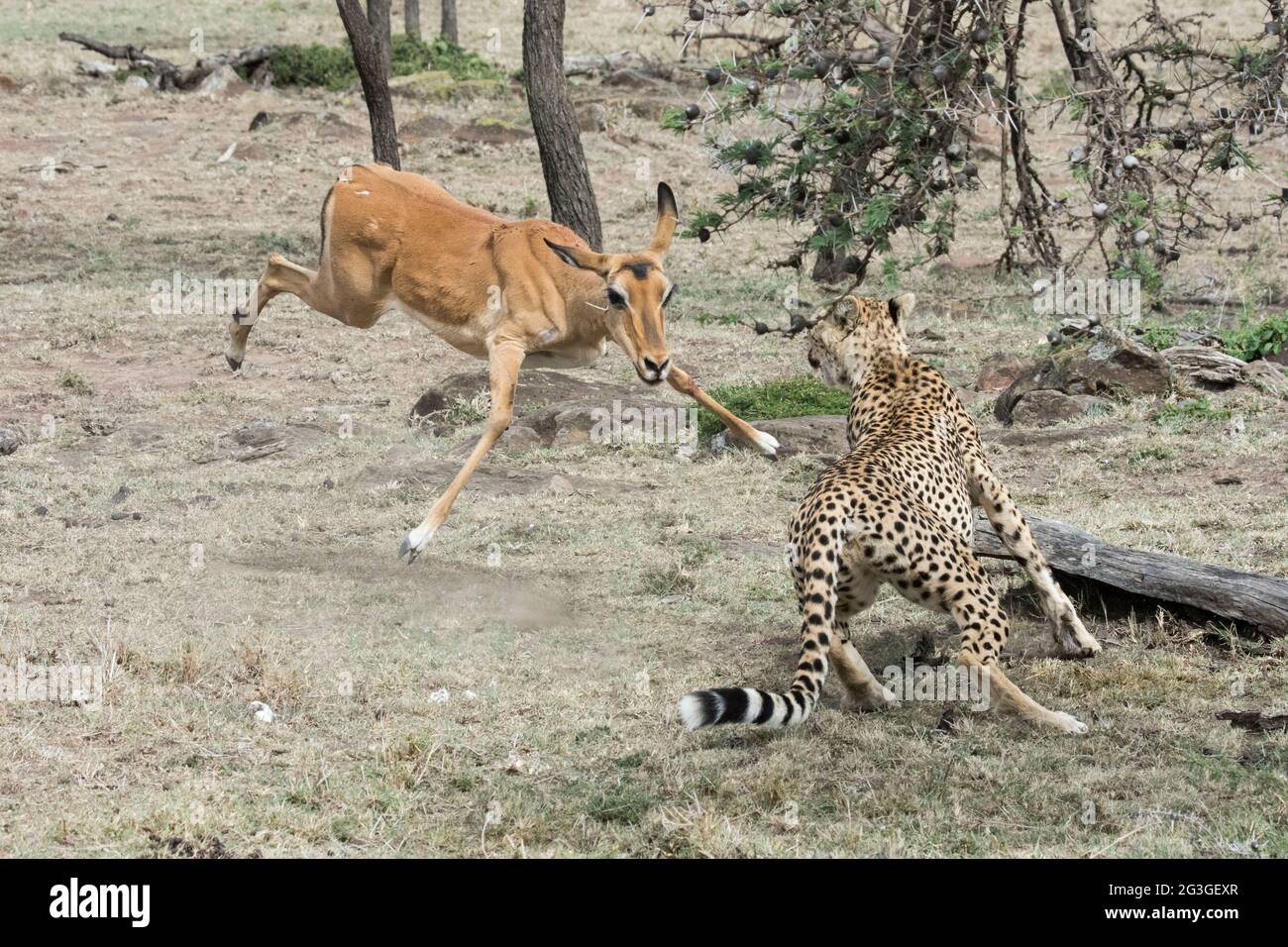 Cheetah vs impala hi-res stock photography and images - Alamy