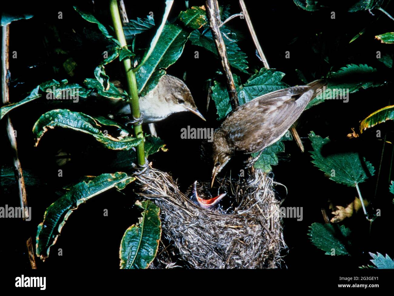 Birds, nesting birds plus bird eggs with chicks in their natural ...