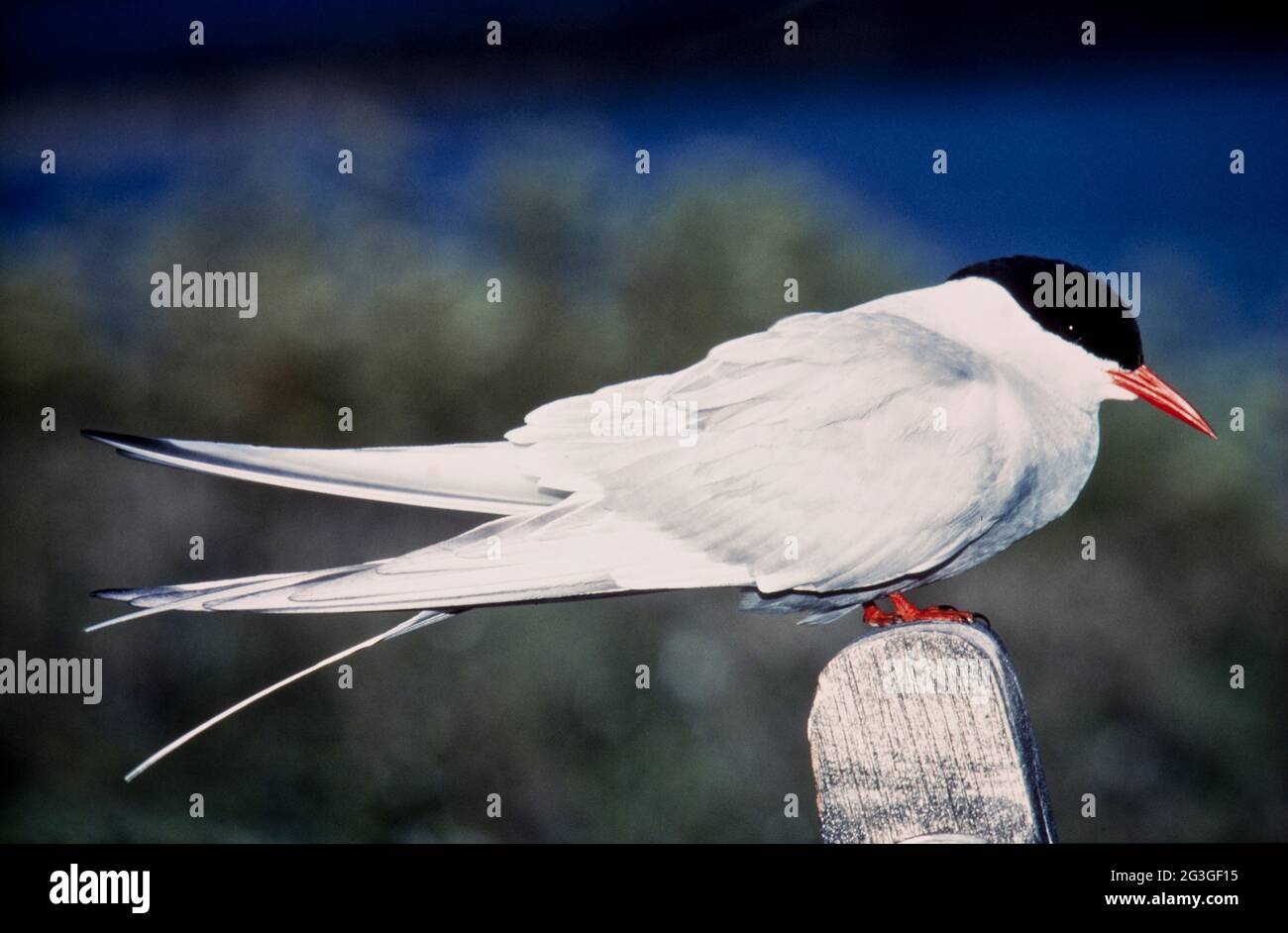 Birds, nesting birds plus bird eggs with chicks in their natural ...