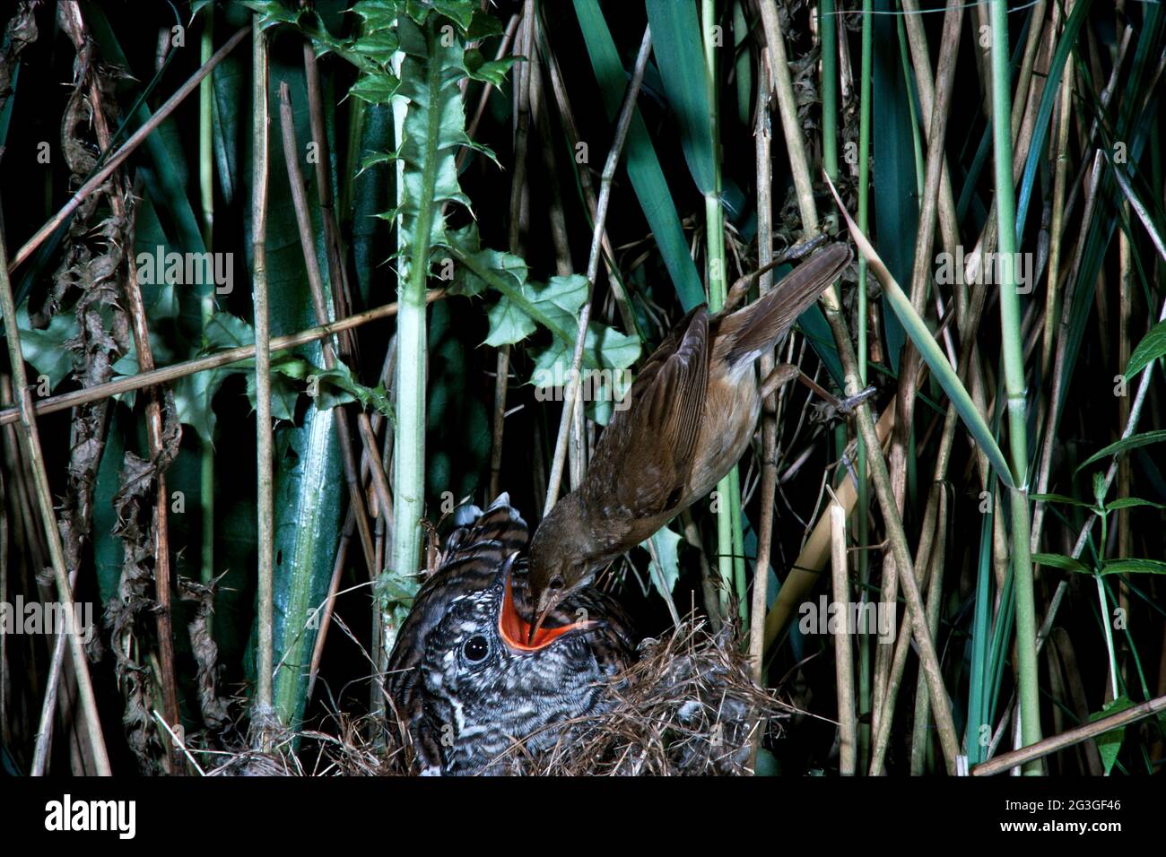 Birds, nesting birds plus bird eggs with chicks in their natural ...