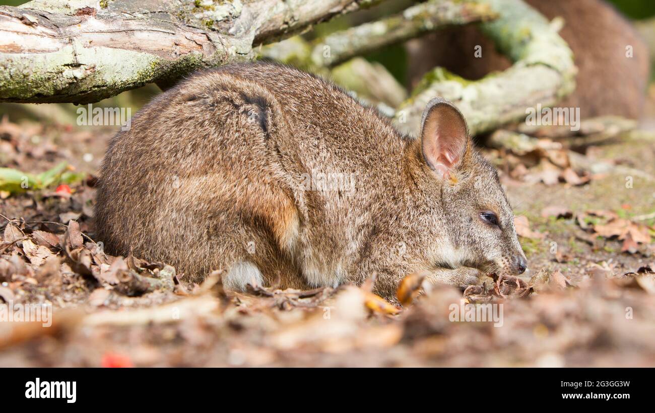 Sleeping parma wallaby Stock Photo - Alamy