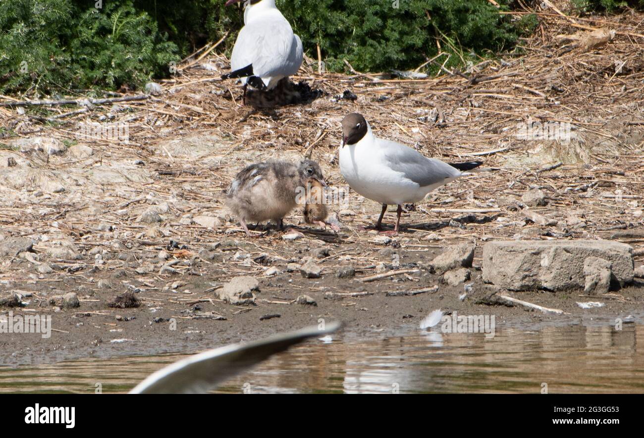 Gull nesting hi-res stock photography and images - Alamy