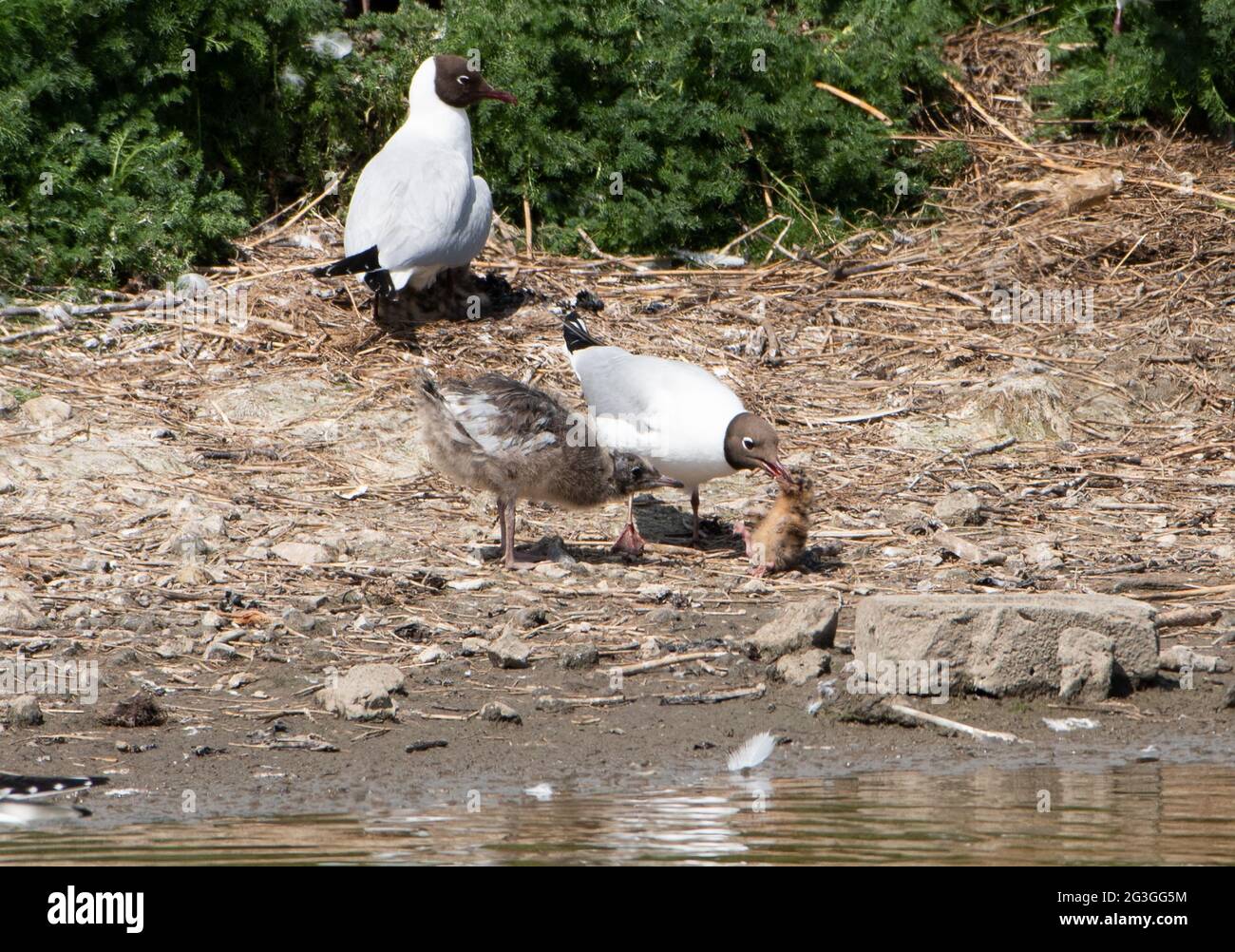 Gull birds wildlife hi-res stock photography and images - Alamy