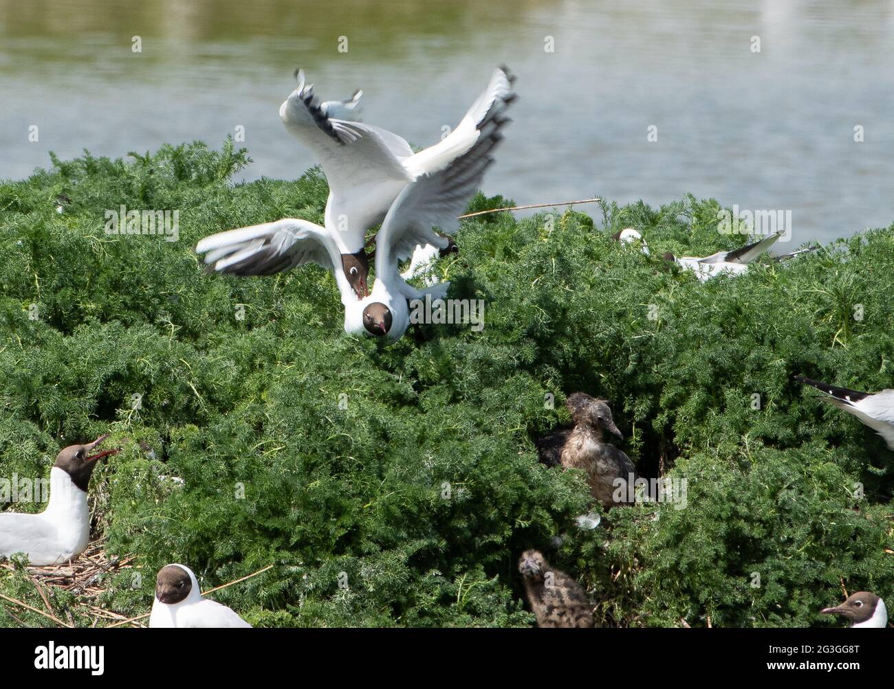 Nesting hi-res stock photography and images - Alamy