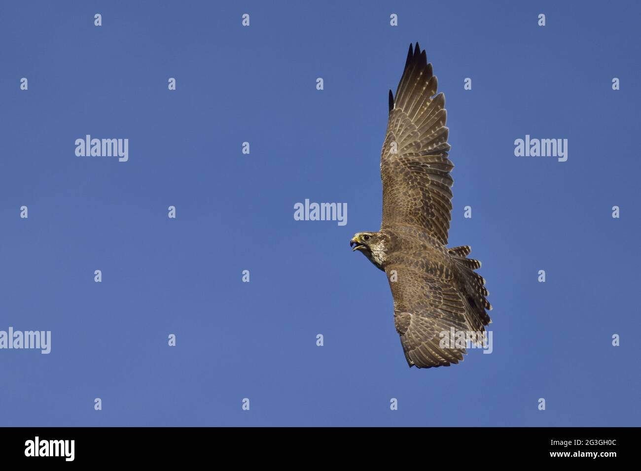 Peregrine falcon speed hi-res stock photography and images - Alamy