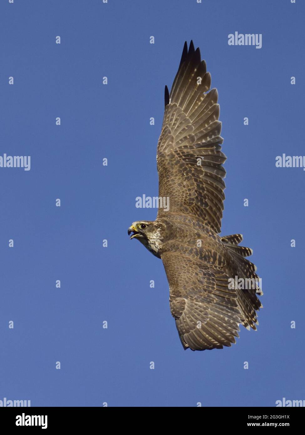 Wild peregrine falcon falco hi-res stock photography and images - Alamy