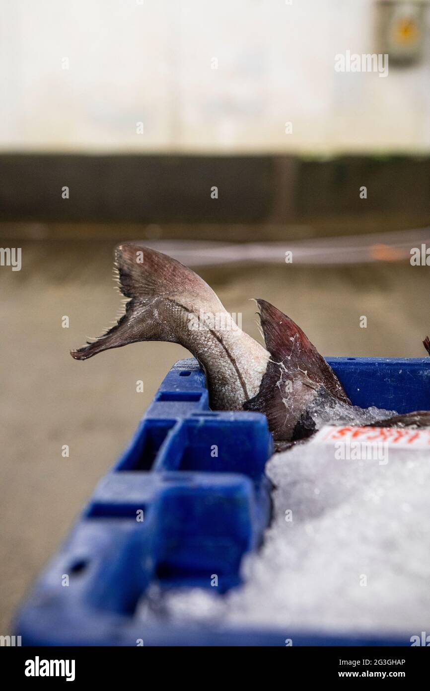 Haddock, Grimsby Fish Market, Grimsby Docks, Uk Fishing Stock Photo - Alamy