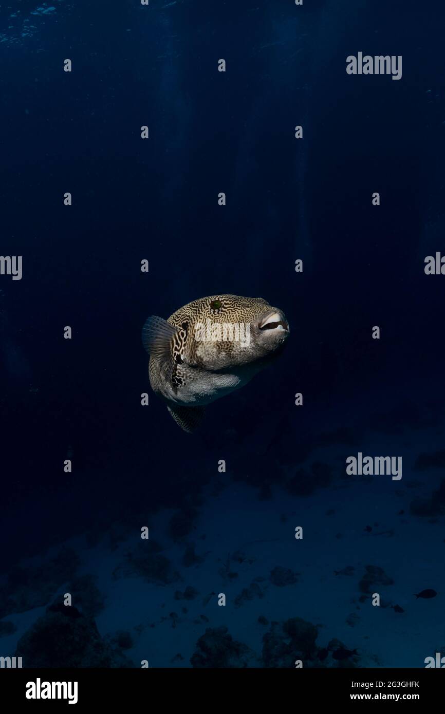 Mappa pufferfish hi-res stock photography and images - Alamy