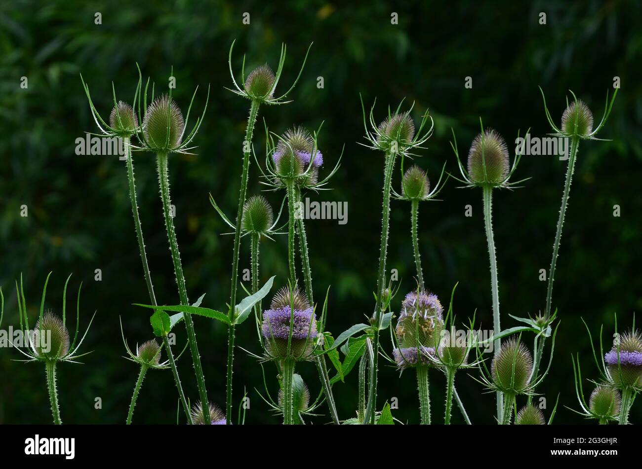 Teasel flowers coming into bloom Stock Photo - Alamy