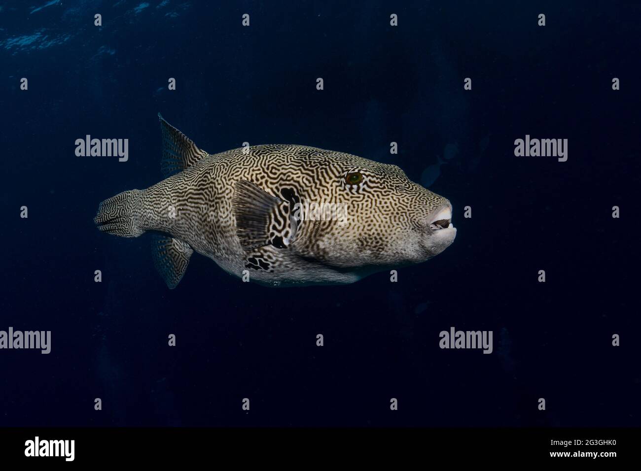 Scribbled Pufferfish, arothron mappa, in Maldives Stock Photo - Alamy