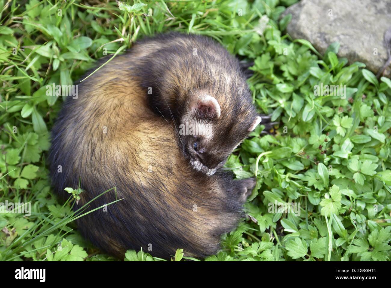 Polecat forest hi-res stock photography and images - Alamy
