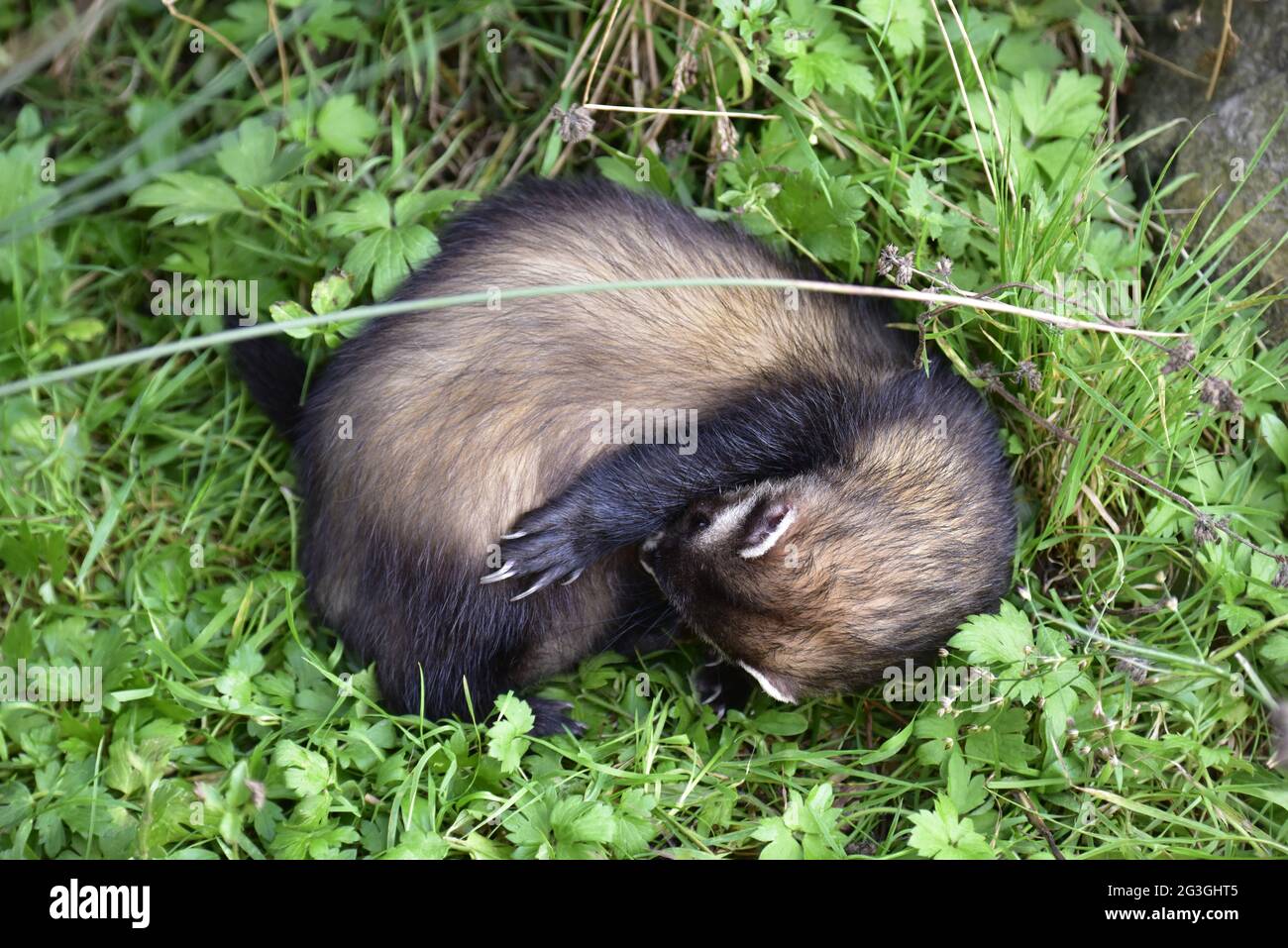 Polecat on tree hi-res stock photography and images - Alamy